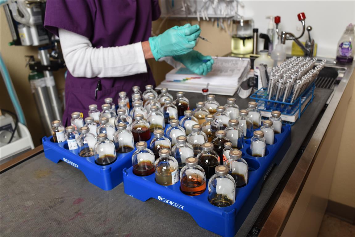 Intradermal Allergy Testing | Animal Allergy & Dermatology